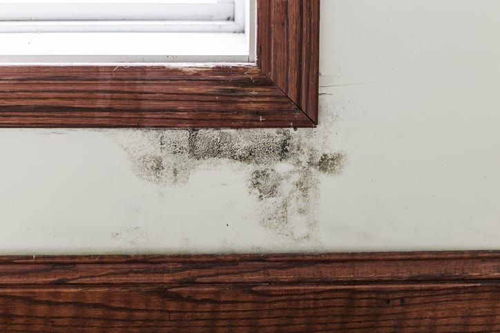 A Brief Guide to Mold, Moisture and Your Home | Blue Sky Plumbing